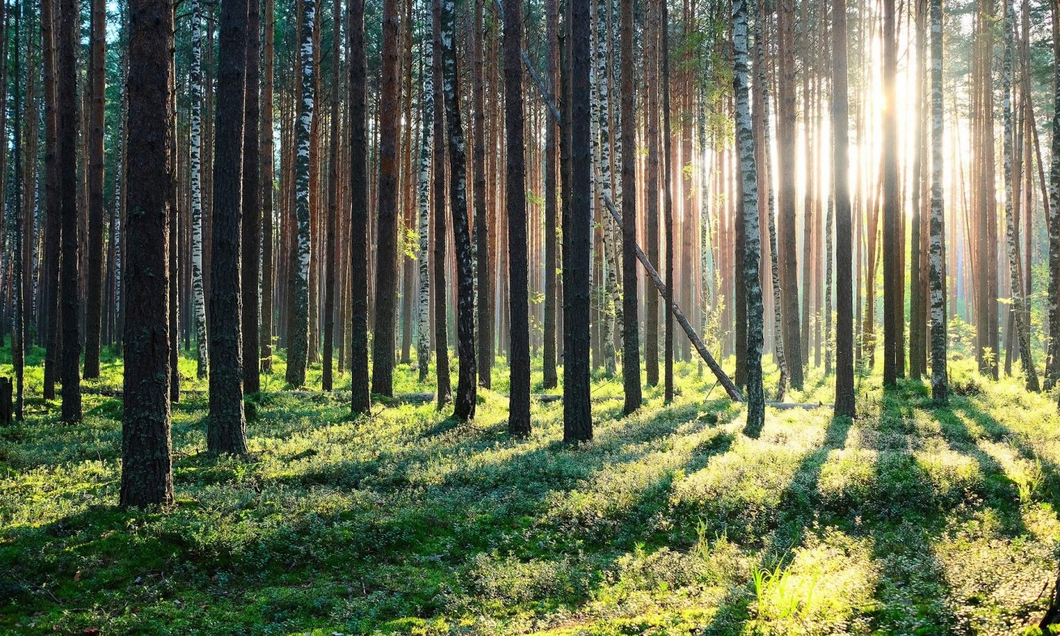 RED on Sustainable Forest Biomass • Biomass Policy Blog